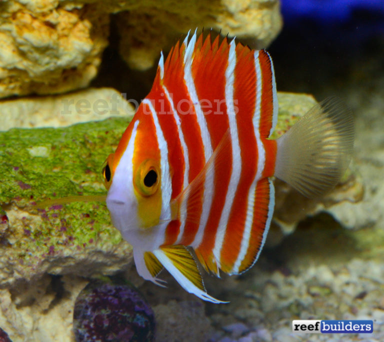The Peppermint Angelfish at LiveAquaria | Reef Builders | The Reef and ...