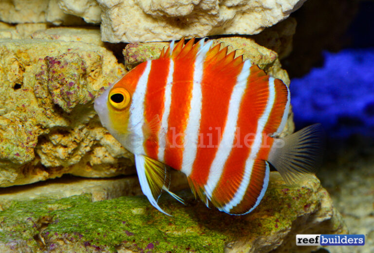 The Peppermint Angelfish at LiveAquaria | Reef Builders | The Reef and ...
