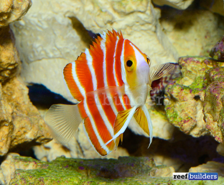 The Peppermint Angelfish at LiveAquaria | Reef Builders | The Reef and ...