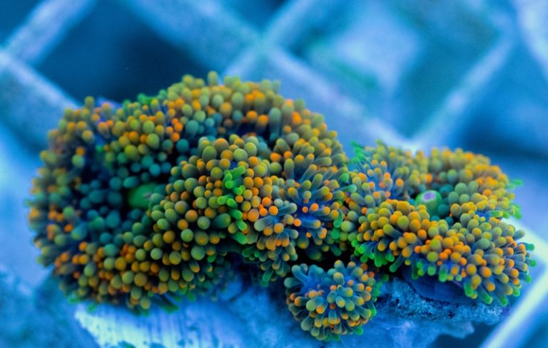 This is an Exceptional Batch of Rainbow Top Ricordea | Reef Builders ...