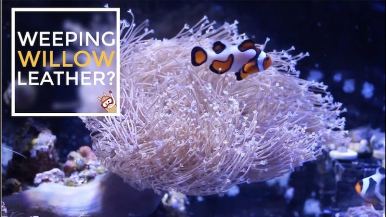 Video Details the Attributes of True Weeping Willow Leather | Reef ...