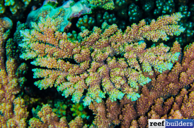 Acropora sukarnoi is Australia’s Own Elkhorn Coral | Reef Builders ...