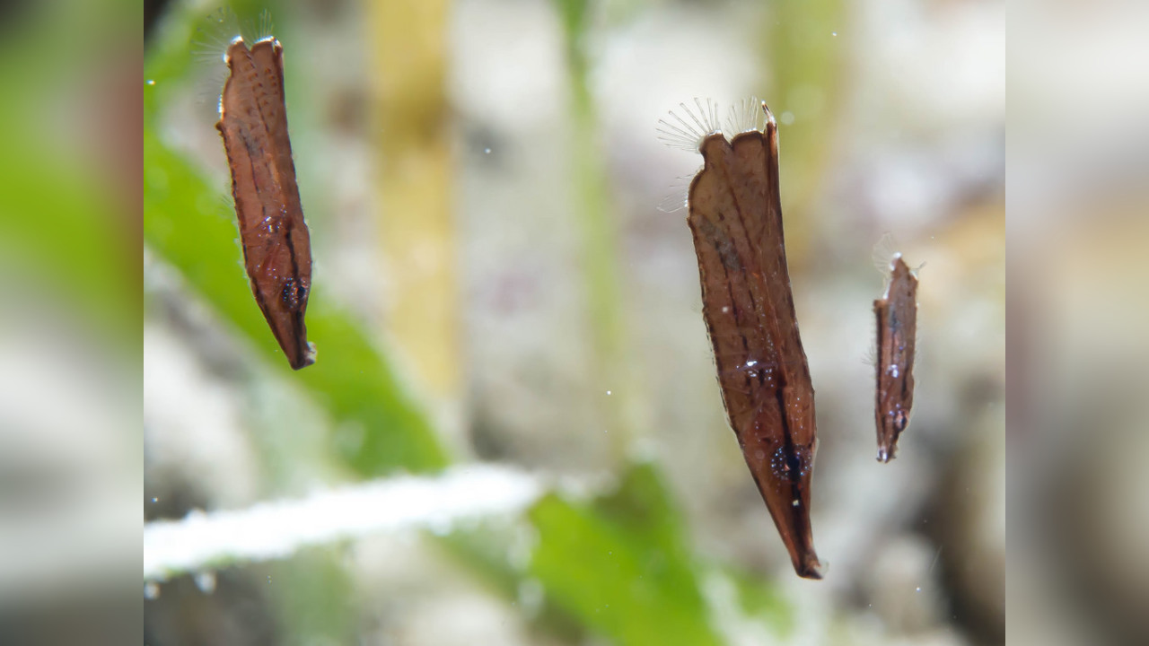 France’s Marineland Has Rare Captive Breeding of Coral Shrimpfish ...