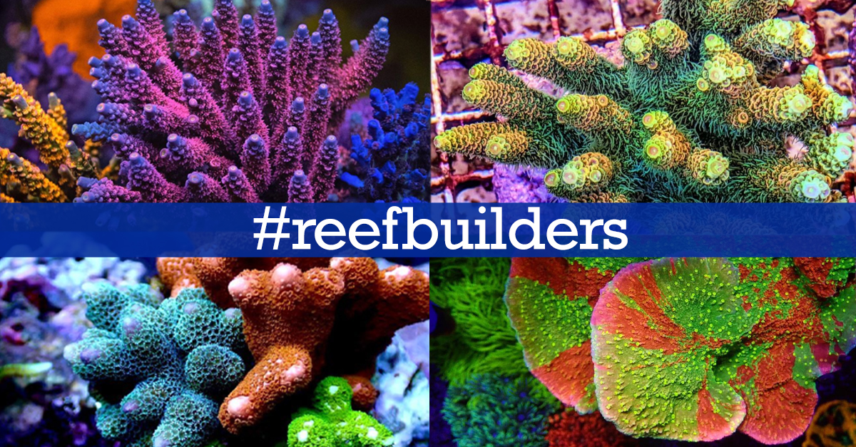 Drool-Worthy Corals From #reefbuilders Instagram | Reef Builders | The ...