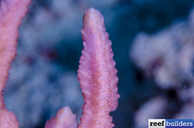 Paraclavarina triangularis, Another Underrated Coral Beauty | Reef ...