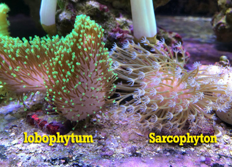 Toadstool Vs. Astro Leather Coral Fight! | Reef Builders | The Reef and ...