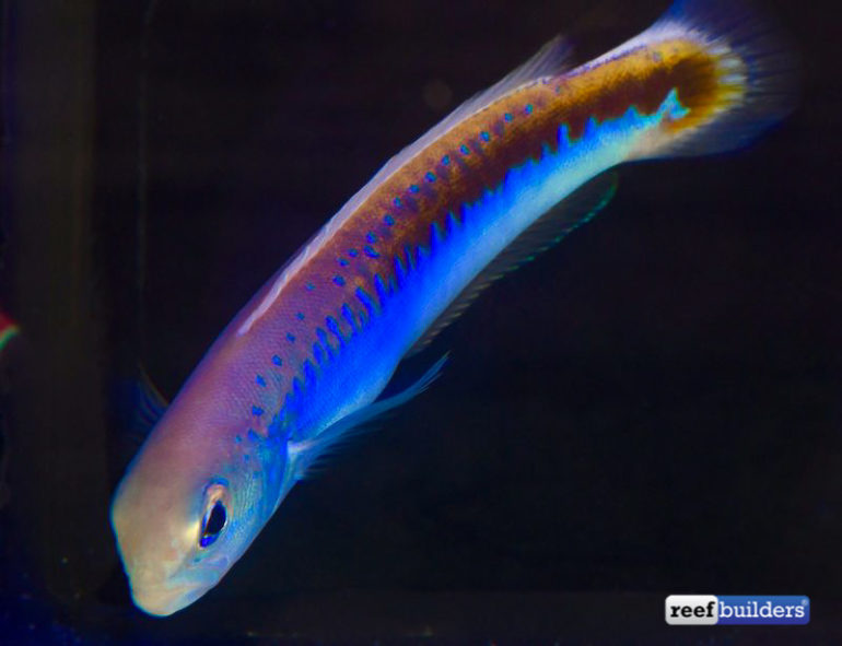 First Photos of Oreni’s Tilefish in the United States | Reef Builders ...