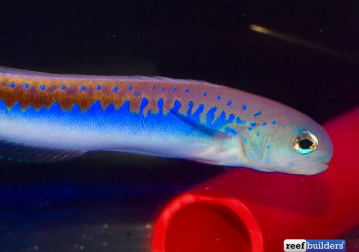 Tag: oreni tilefish | Reef Builders | The Reef and Saltwater Aquarium Blog