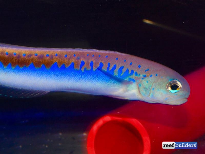 First Photos of Oreni’s Tilefish in the United States | Reef Builders ...