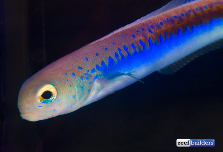 First Photos of Oreni’s Tilefish in the United States | Reef Builders ...