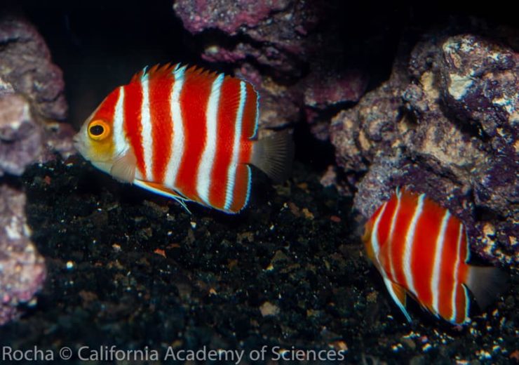 Tag: peppermint angelfish | Reef Builders | The Reef and Saltwater ...