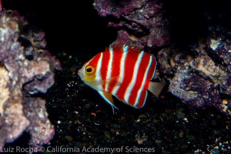 Peppermint Angelfish at the Steinhart Aquarium | Reef Builders | The ...