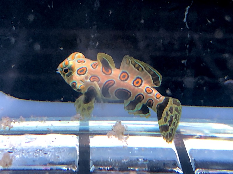 Captive Bred Target Mandarins at ReefStock Australia | Reef Builders ...