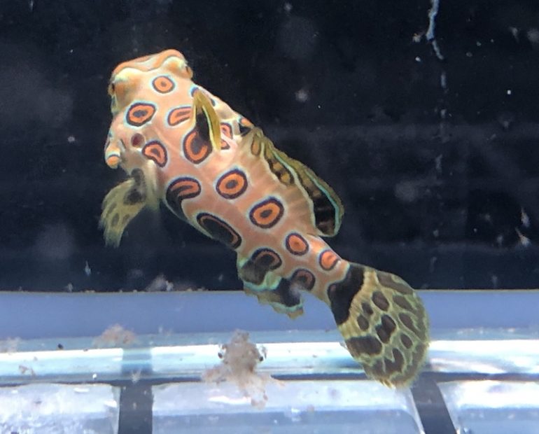 Captive Bred Target Mandarins at ReefStock Australia | Reef Builders ...