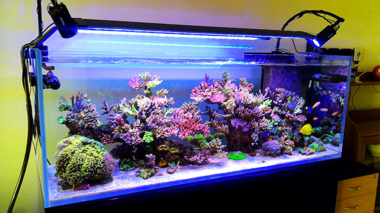 The Bonsai Acropora Reef of Yoshi Fujisawa | Reef Builders | The Reef ...