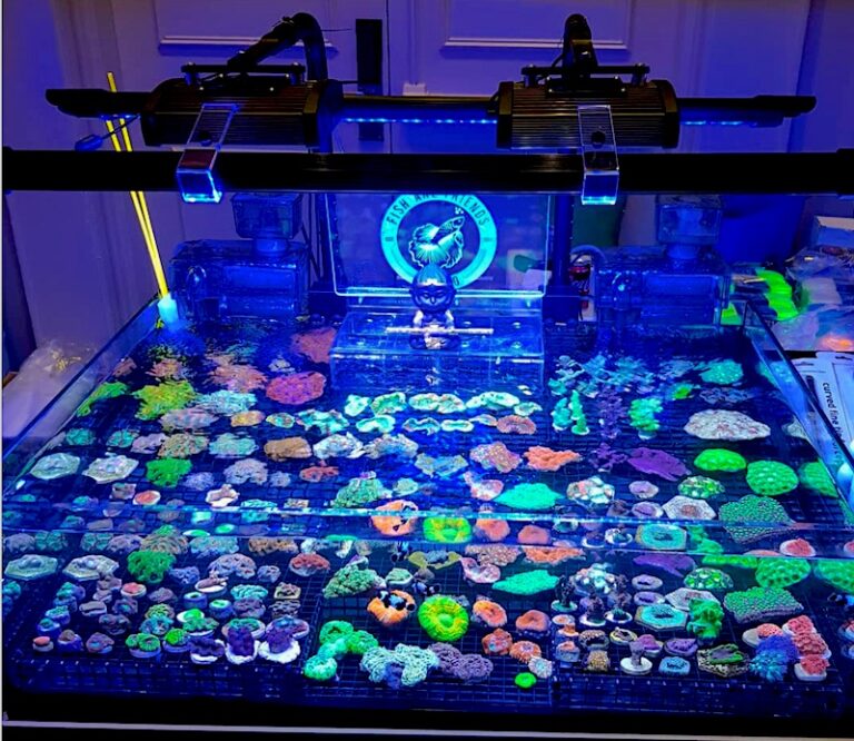 New Illumagic Vitamini LED Super Actinic LED Lights | Reef Builders ...