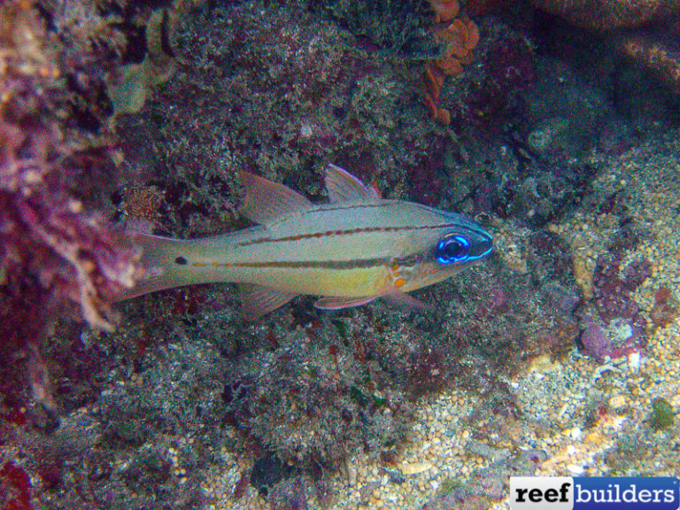 France Oceanopolis, produces Ostorhinchus chrysopomus, the Spotted-Gill ...