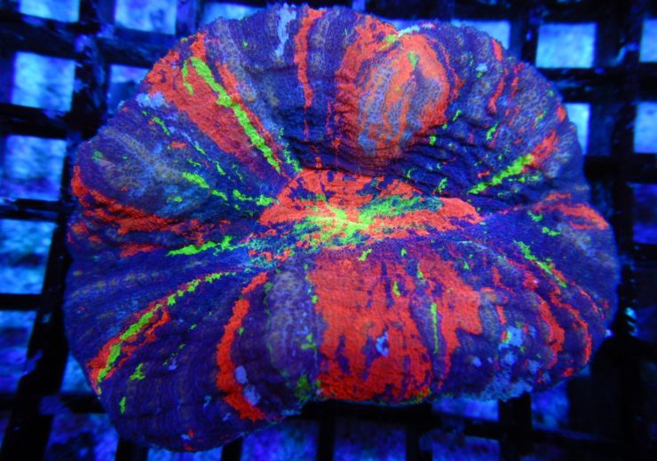 Tag: scolymia australis | Reef Builders | The Reef and Saltwater ...