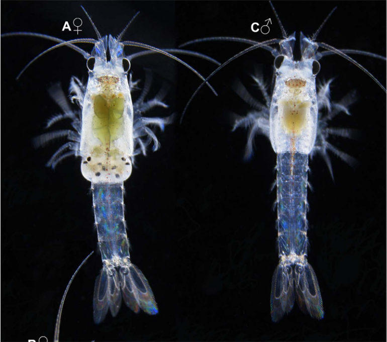 New Species of Mysis Shrimp Discovered in an Aquarium | Reef Builders ...