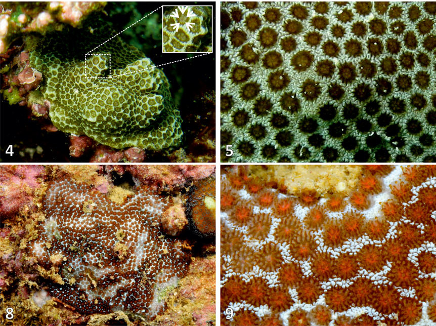 Porites farasani & P. hadramauti, Two New Stony Coral Species | Reef ...