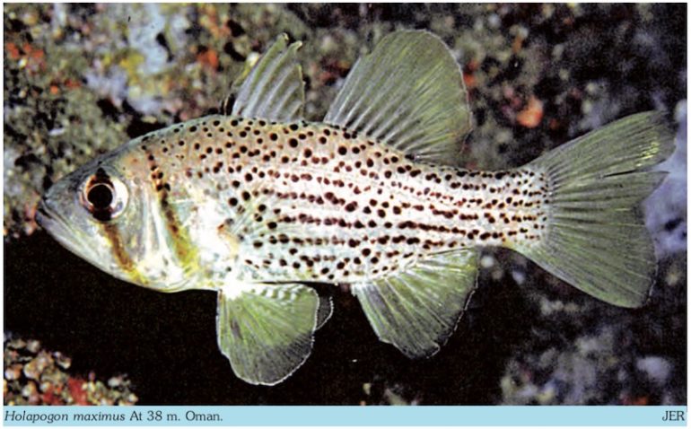 Download Cardinalfishes of the World by Rudie Kuiter for Free | Reef ...