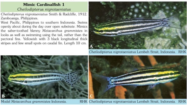 Download Cardinalfishes of the World by Rudie Kuiter for Free | Reef ...