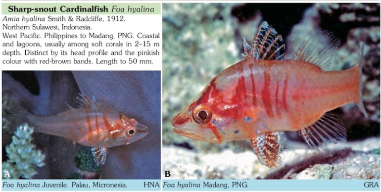 Download Cardinalfishes of the World by Rudie Kuiter for Free | Reef ...