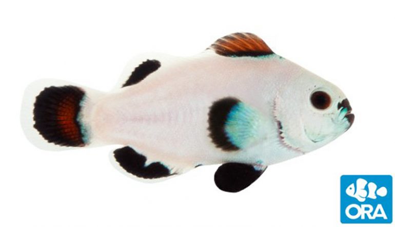 Snow Storm Clownfish have a Dash of Blue! | Reef Builders | The Reef ...