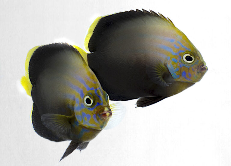 Blue Phantom Angelfish Hybrid Announced by Poma Labs | Reef Builders ...