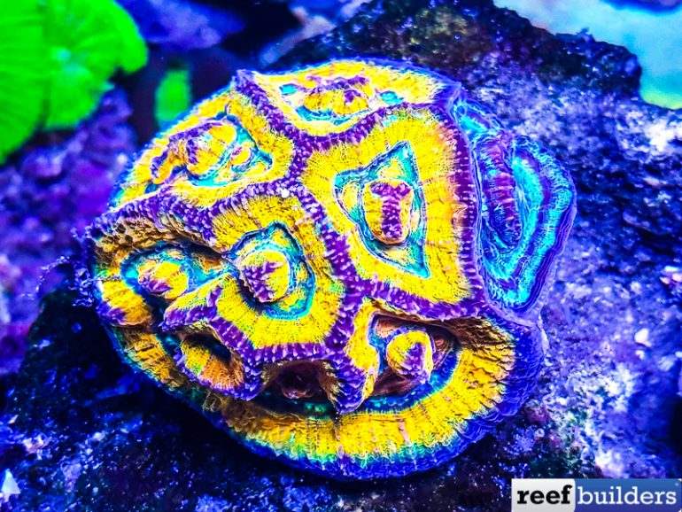 Not All Wilsoni Corals are the Same | Reef Builders | The Reef and ...
