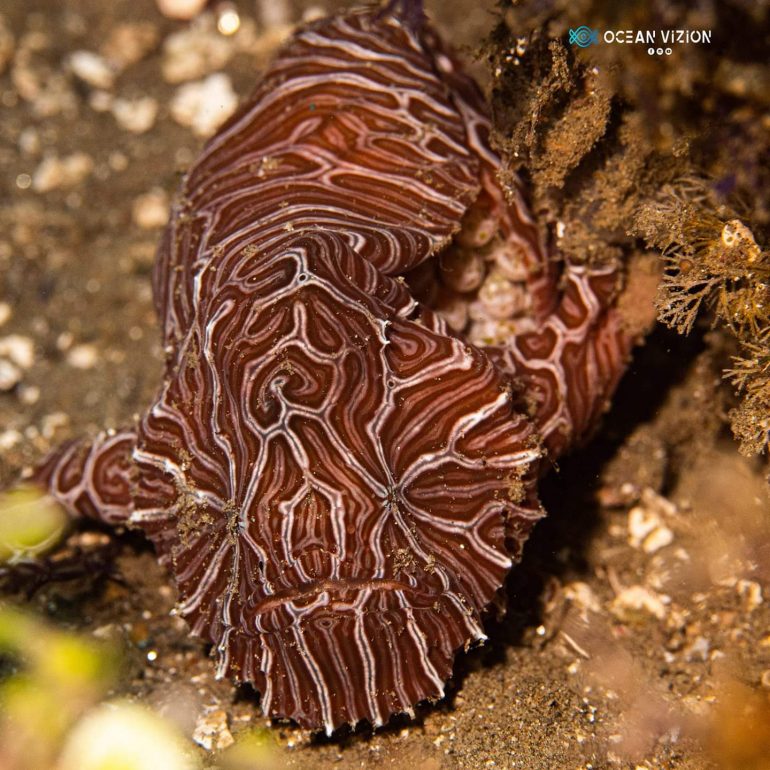These Cute Monster Eggs are from the Psychedelic Frogfish | Reef ...