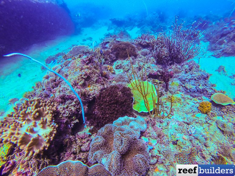Corals are Migrating to Cooler Water, Shifting Towards the Poles | Reef ...