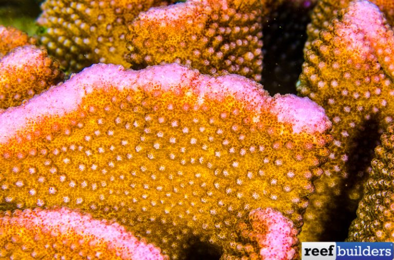 Coral-Bacteria Communities are WAY More Important than Anyone Thought ...
