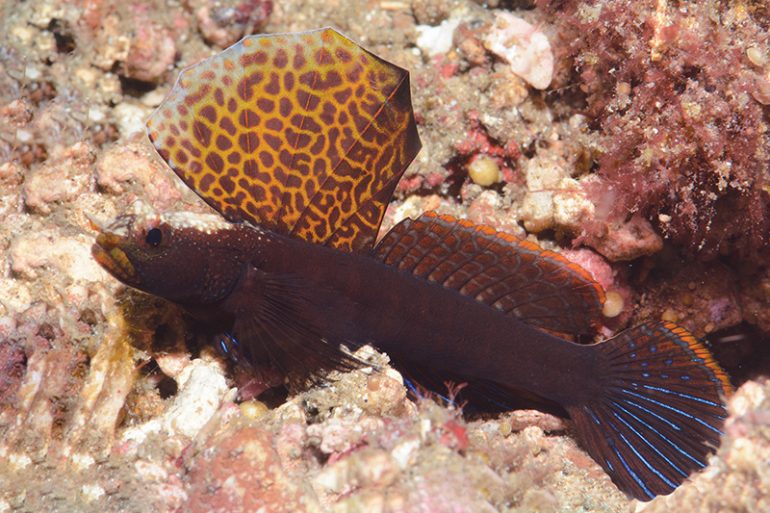 Tomiyamichthys emilyae, the Official Description of the Magnificent Fan ...