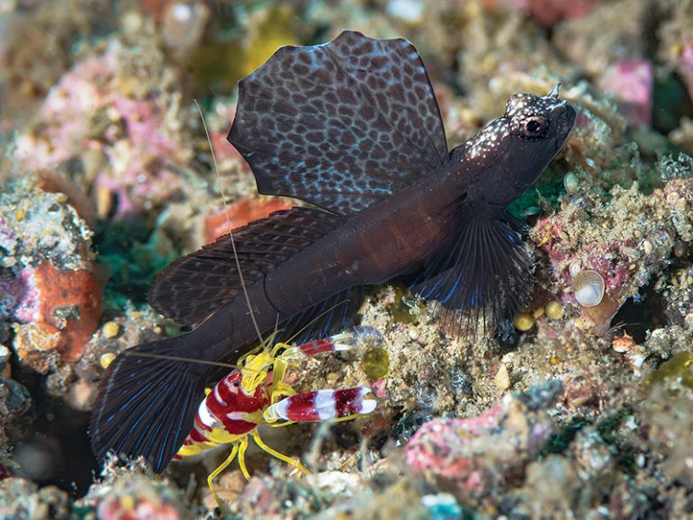 Tomiyamichthys emilyae, the Official Description of the Magnificent Fan ...
