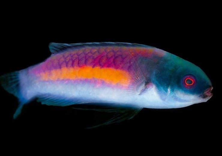 Tag: cirrhilabrus | Reef Builders | The Reef and Saltwater Aquarium Blog