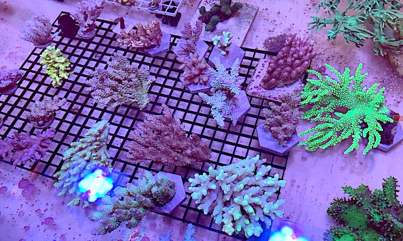 Opening Four Boxes of Cherry Picked, Australian Corals [Video] | Reef ...