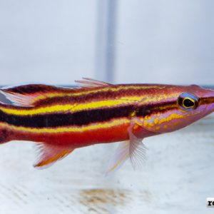 The Rainbow & Wrasse Bass, the Gemini Twins [Video] | Reef Builders ...