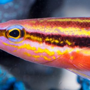 The Rainbow & Wrasse Bass, the Gemini Twins [Video] | Reef Builders ...