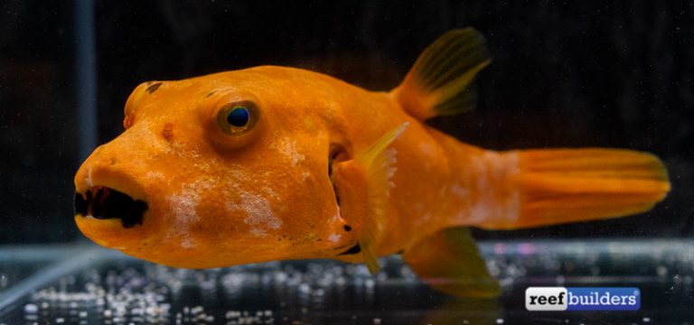Orange Starry Puffer is a Remarkable and Gorgeous Oddity | Reef ...
