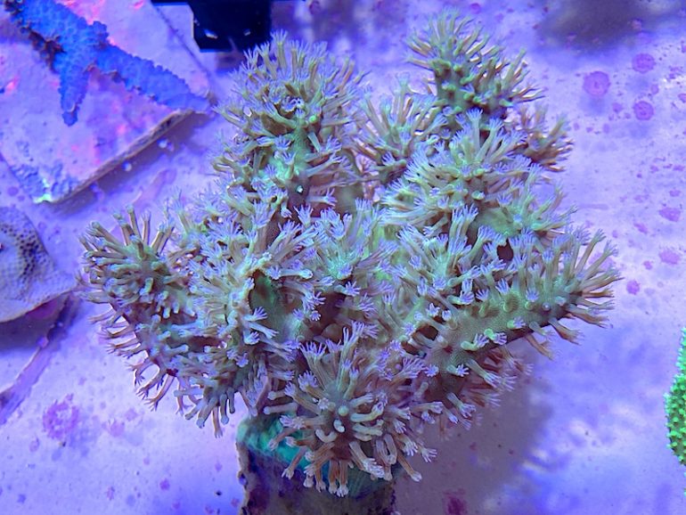 Unusual ‘Raggedy Toadstool’ Leather from Southern Great Barrier Reef ...