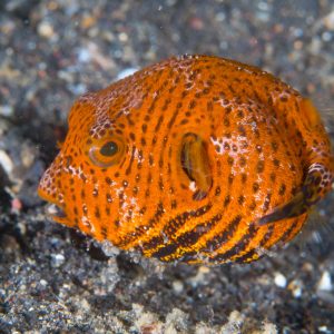 Orange Starry Puffer is a Remarkable and Gorgeous Oddity | Reef ...