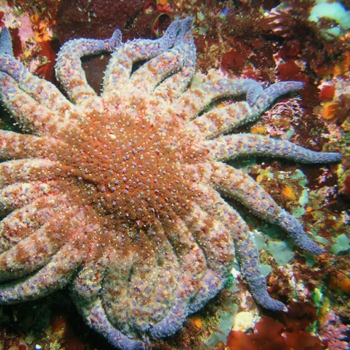 Purple Sea Urchins are hungry; headed for your tank next | Reef ...