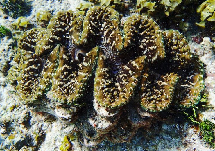 Tag: giant clam | Reef Builders | The Reef and Saltwater Aquarium Blog