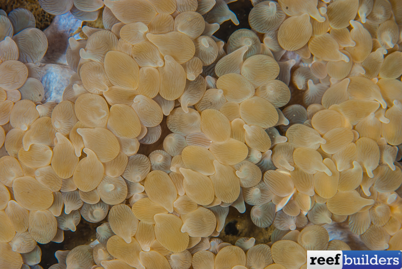 The Classic Octo-Bubble Coral Finally has a Name | Reef Builders | The ...