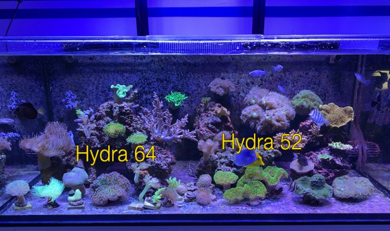 Hydra 64HD Review and Soft Coral Reef Update [Video] | Reef Builders ...