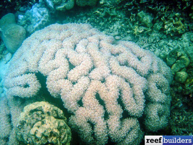 The Classic Octo-Bubble Coral Finally has a Name | Reef Builders | The ...