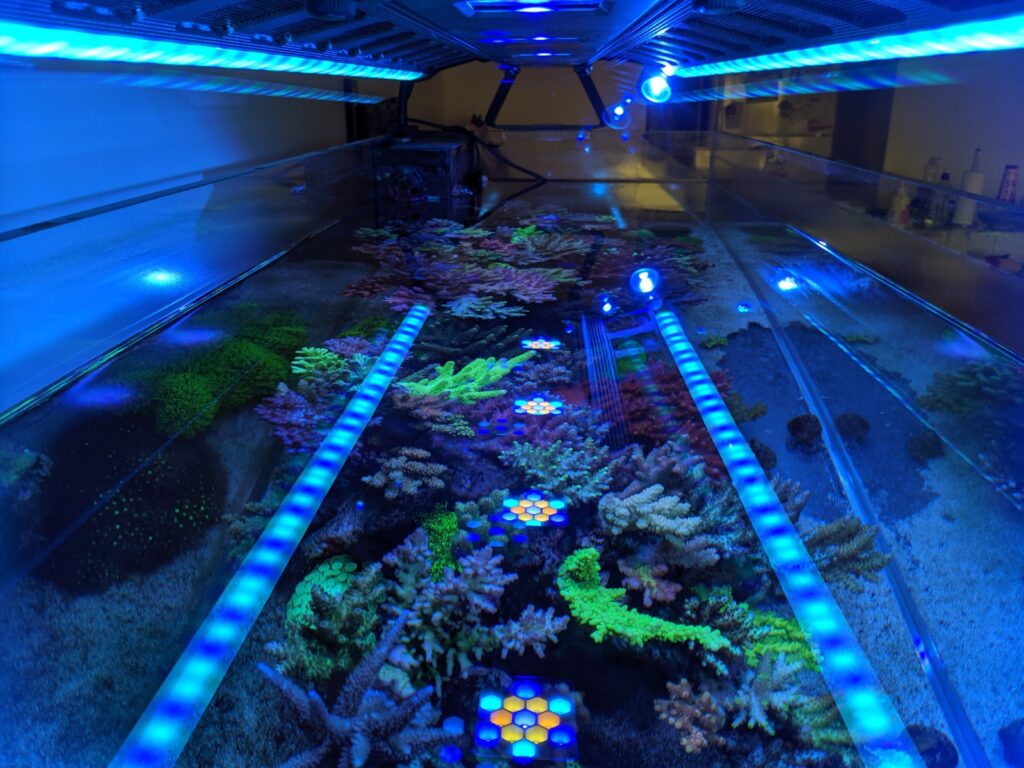 Maxspect Recurve LED Review: Ambitious and Versatility LED in Sleek ...