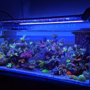 Maxspect Recurve LED Review: Ambitious and Versatility LED in Sleek ...