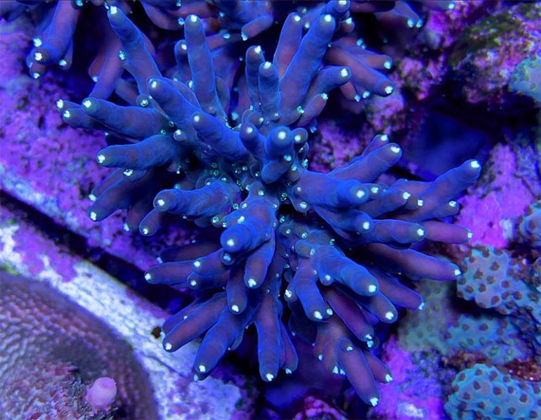 Touring some Coral Eye Candy at ACI Aquaculture | Reef Builders | The ...